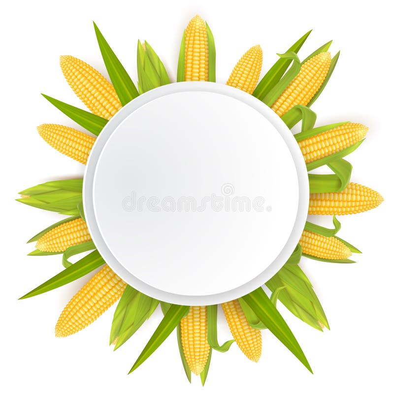 Sweet Corn Frame Template, Vector Realistic Illustration Stock Vector ...