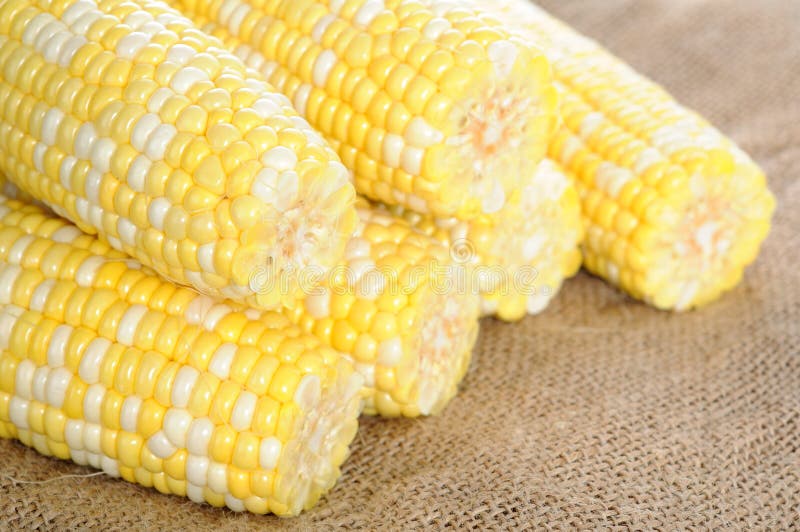Sweet corn stock image. Image of harvest, maize, sweet - 53123609