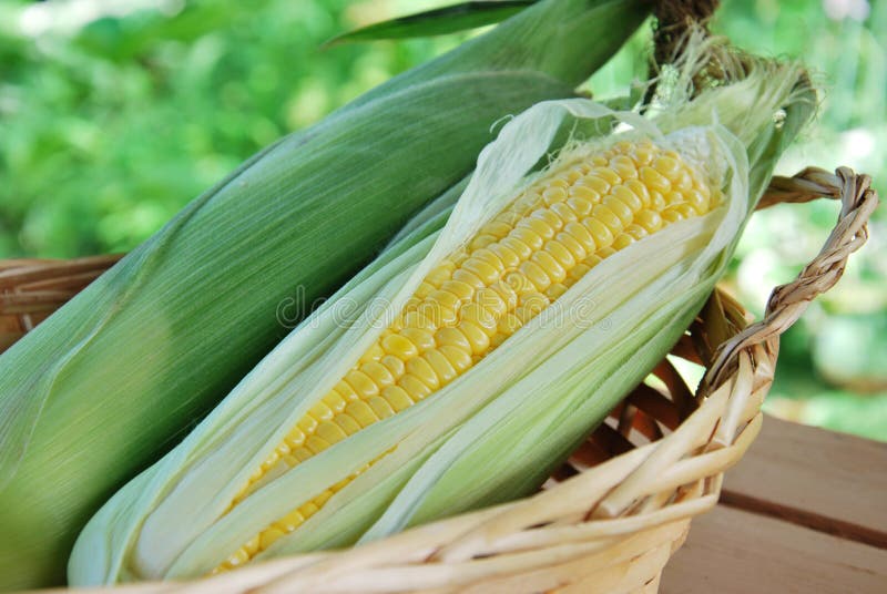 Sweet corn stock photo. Image of vegetable, outdoor, natural - 43207740