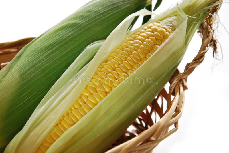 Sweet corn stock photo. Image of white, organic, indoor - 43207744