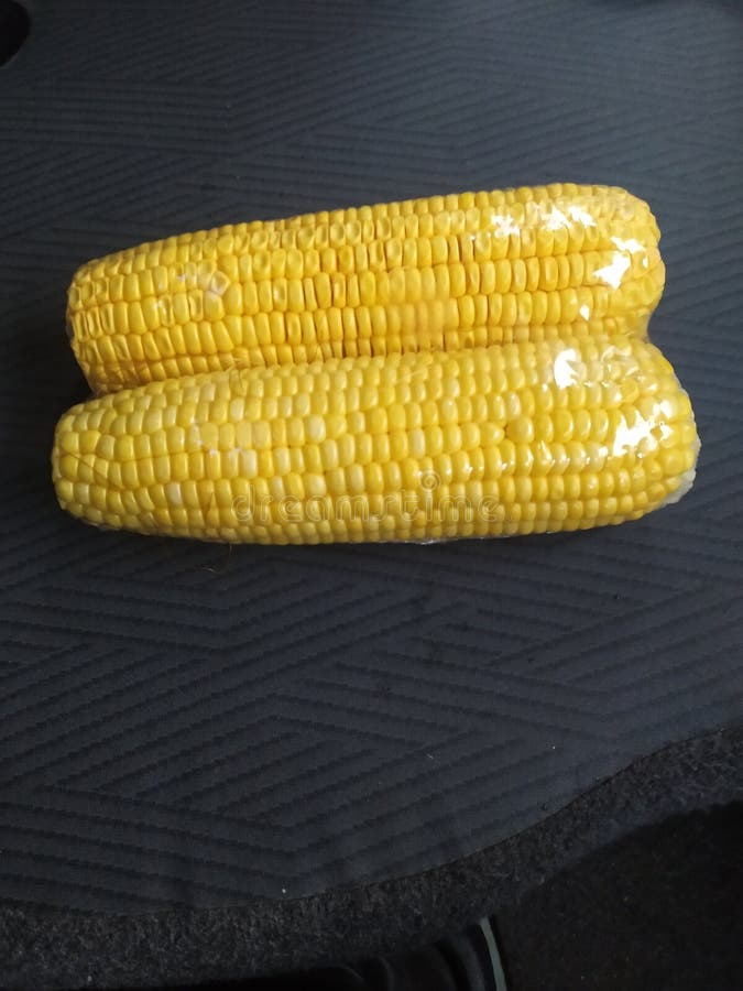 Sweet Corn Fresh Super by Kg Stock Image - Image of crop, hand: 265850235