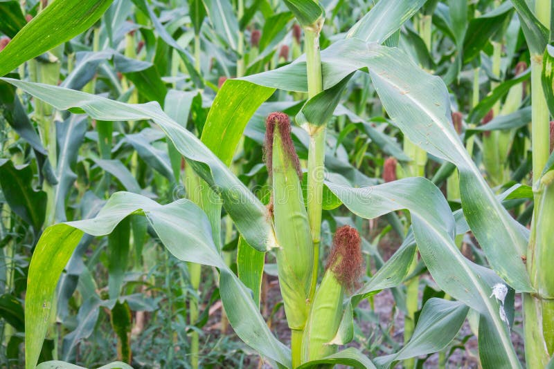 Sweet corn stock photo. Image of cultivated, harvest - 86640916