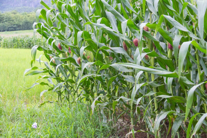 Sweet corn stock image. Image of farm, field, corncob - 88178225