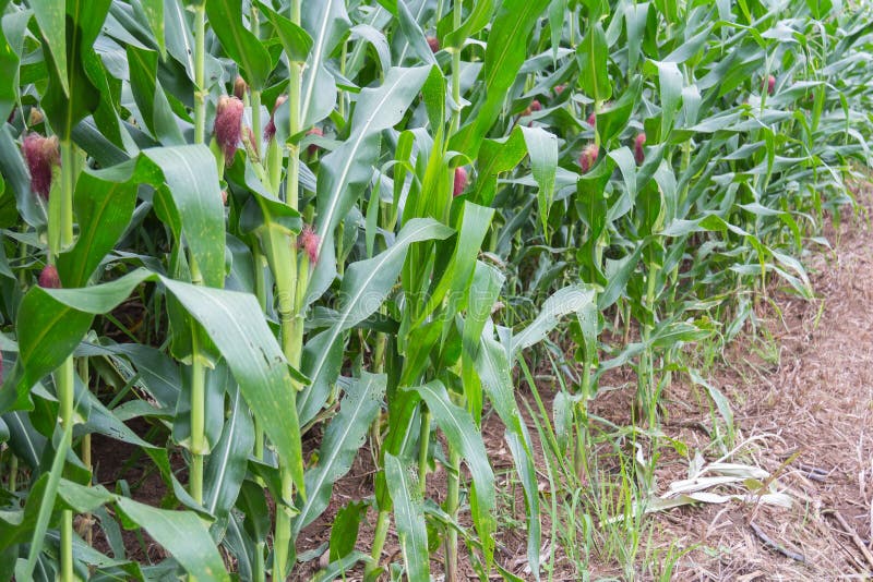 Sweet corn stock image. Image of corncob, maize, farming - 88178295