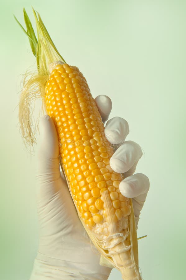 Agricultural Research/Genetic Manipulation Stock Photo - Image of ...