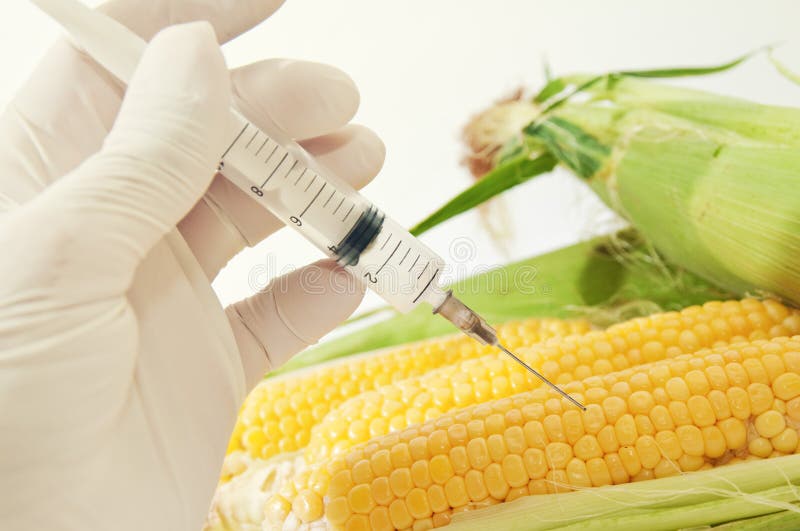Sweet Corn, Genetic Engineering Stock Image - Image of biologist ...