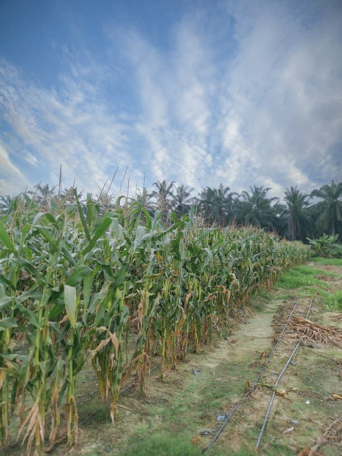 Sweet Corn Growing in the Farm. Stock Photo - Image of husk, fresh ...