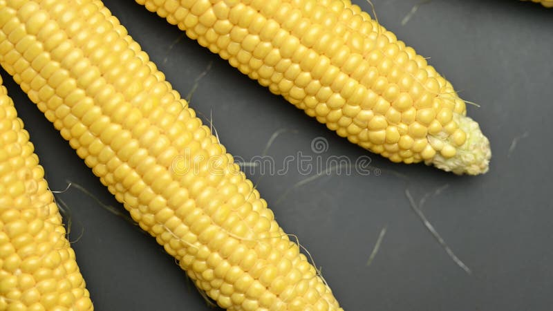 Sweet corn heads stock footage. Video of healthy, close - 353805222