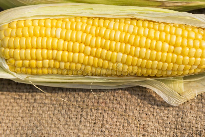 Sweet corn stock image. Image of leaves, farming, natural - 70277203