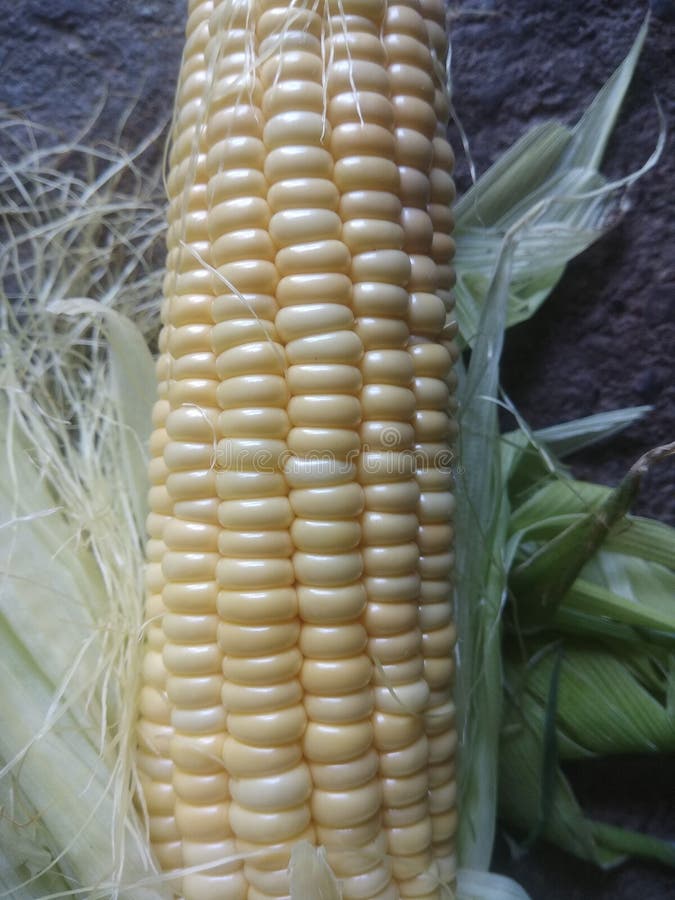 Sweet corn imges stock photo. Image of corn, fruit, sweet - 182971338