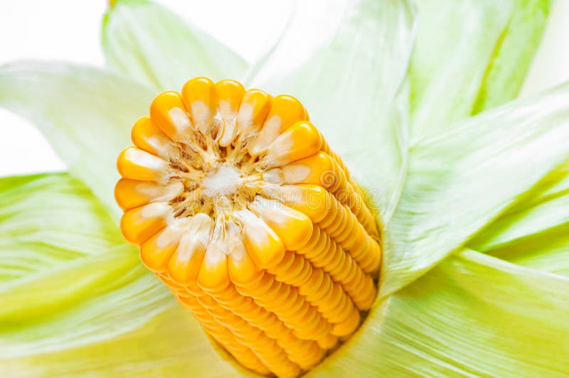 Sweet Corn Isolated on White Background Stock Image - Image of ...