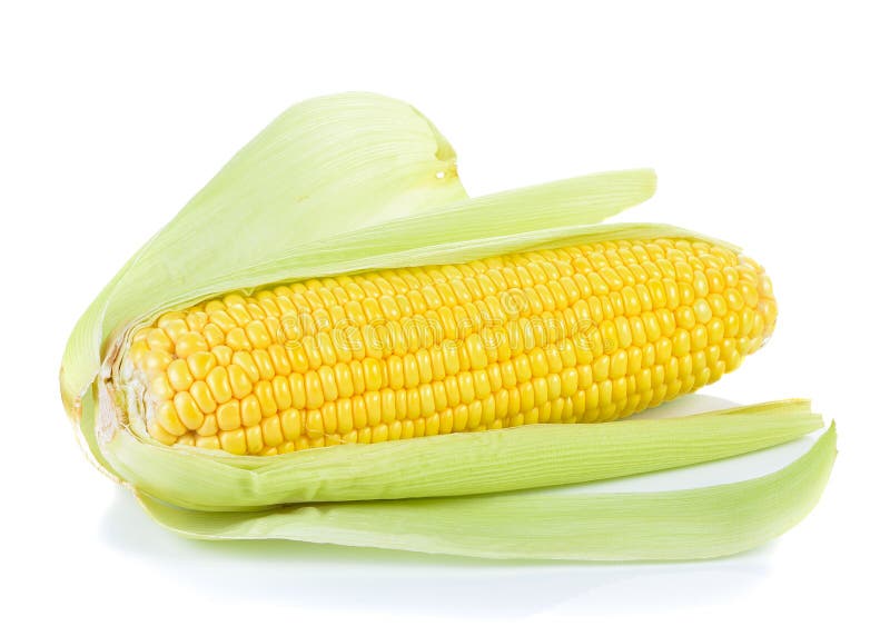 Sweet Corn Isolated on White Background Stock Photo - Image of ...