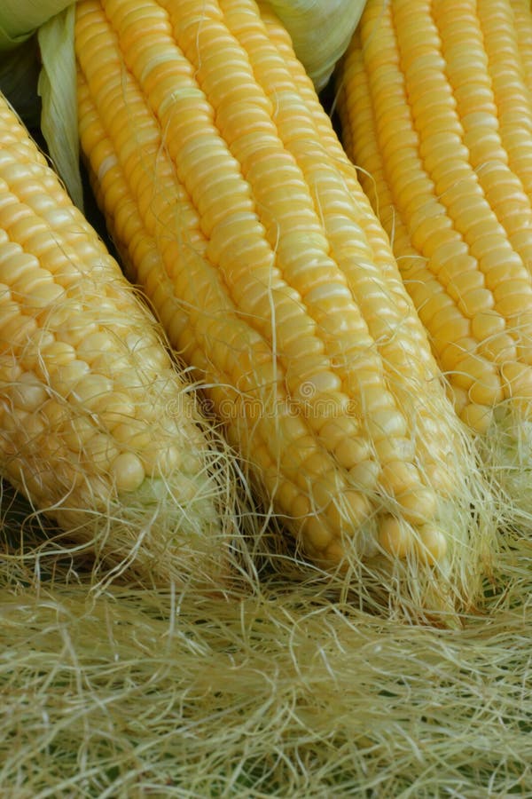 Sweet corn. stock photo. Image of shelled, sweetcorn - 30017860