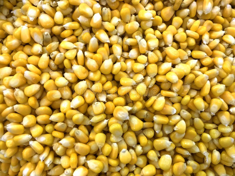 Sweet Corn Kernels for Background. Stock Image - Image of organic ...
