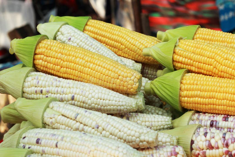 Sweet corn in the market stock image. Image of sweetcorn - 37952795