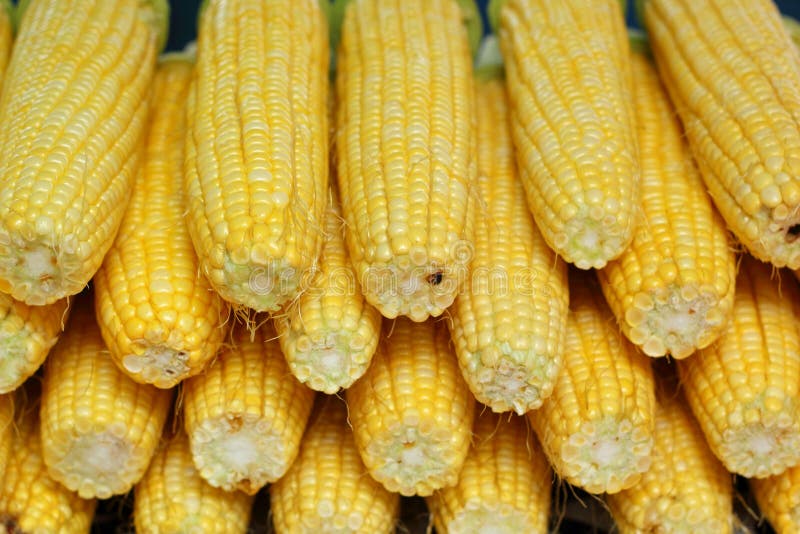 Sweet corn at the market stock photo. Image of market - 46231958