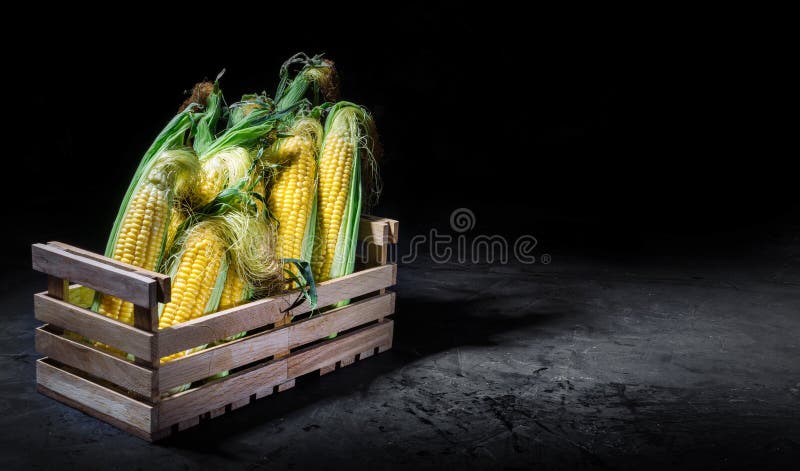 Sweet Corn Organic, Fresh Corn Collected in Wooden Boxes Stock Photo ...
