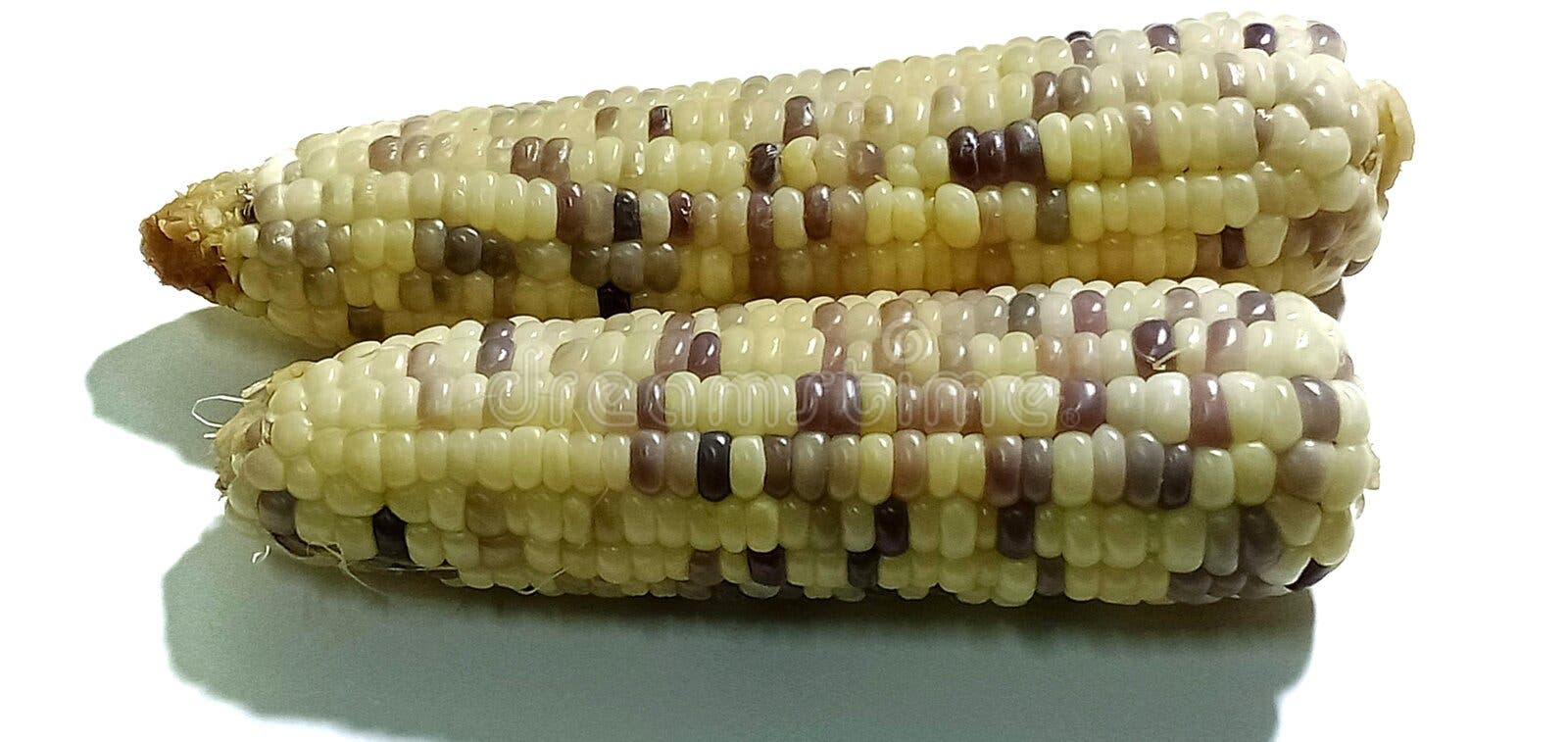 Raw Sweet Corn Three Beautiful and Appetizing Yellow Hatches, Useful ...