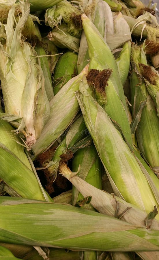 Sweet Corn stock photo. Image of agriculture, produce - 70473390