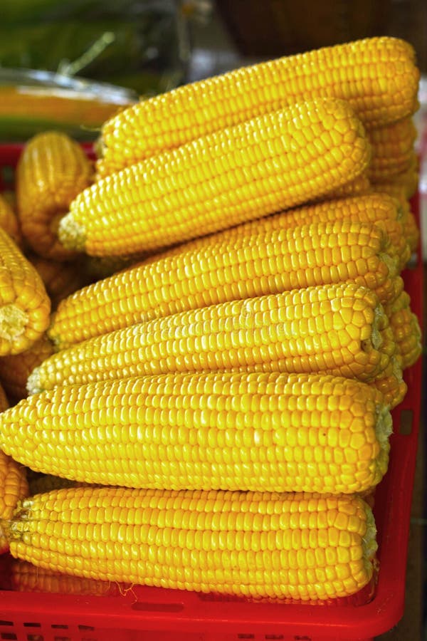 Sweet Corn is Put are Row in the Market. Stock Photo - Image of food ...