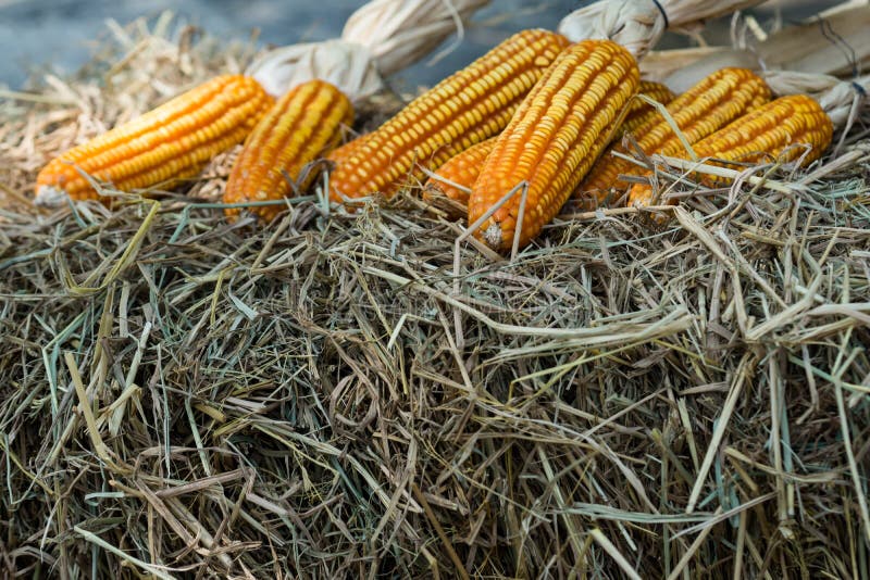 Maize straw stock image. Image of cellulose, straw, stalks - 26985955