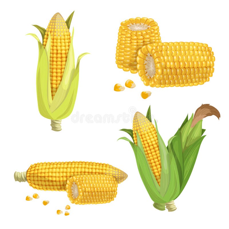 Corn Stalk Cartoon Stock Illustrations – 449 Corn Stalk Cartoon Stock ...