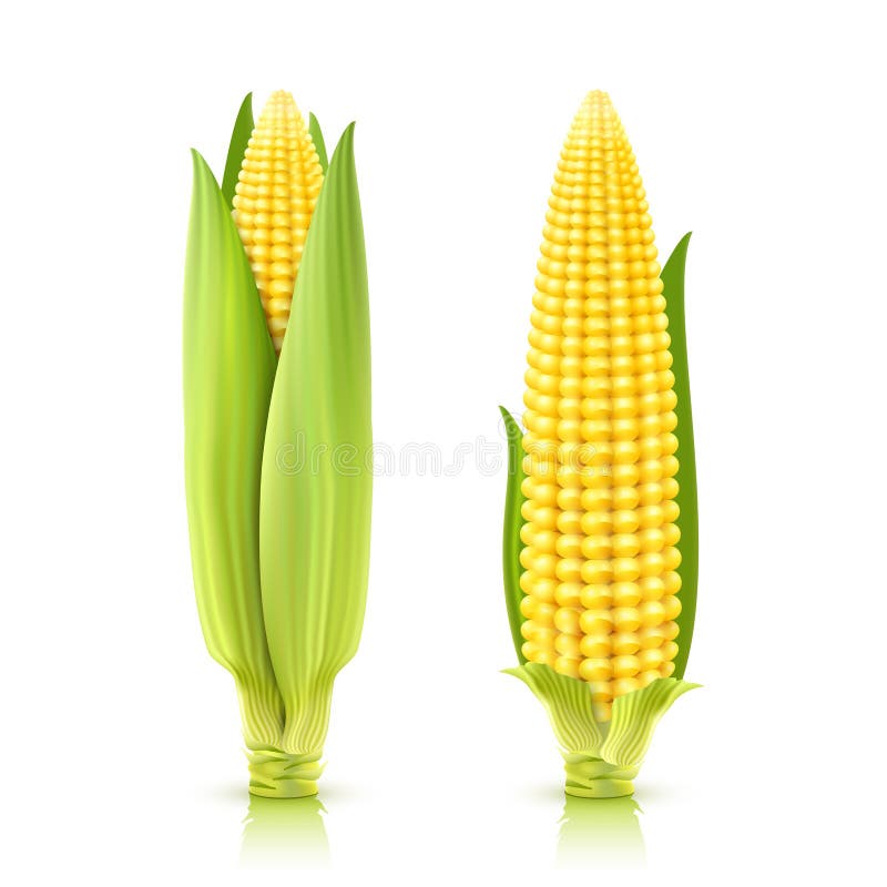 Sweet corn cartoon stock vector. Illustration of green - 26877235