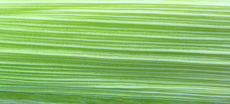 Sweet corn shell texture stock photo. Image of corn, healthy - 54083756