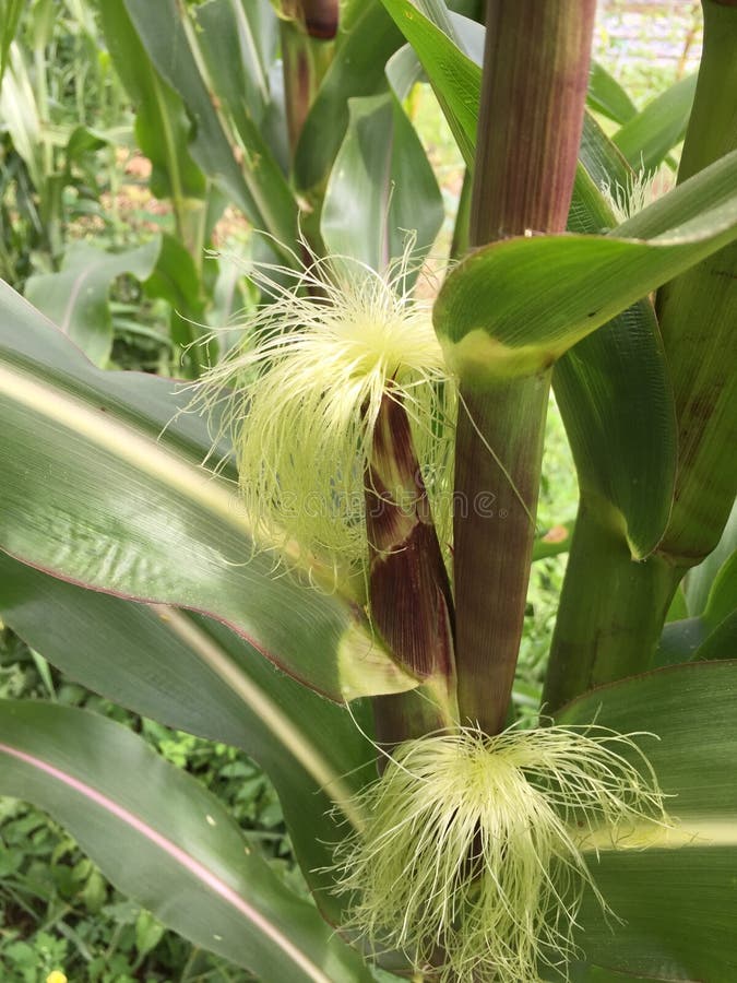 Sweet Corn Silk, Ready For Pollination Stock Image - Image of factor ...