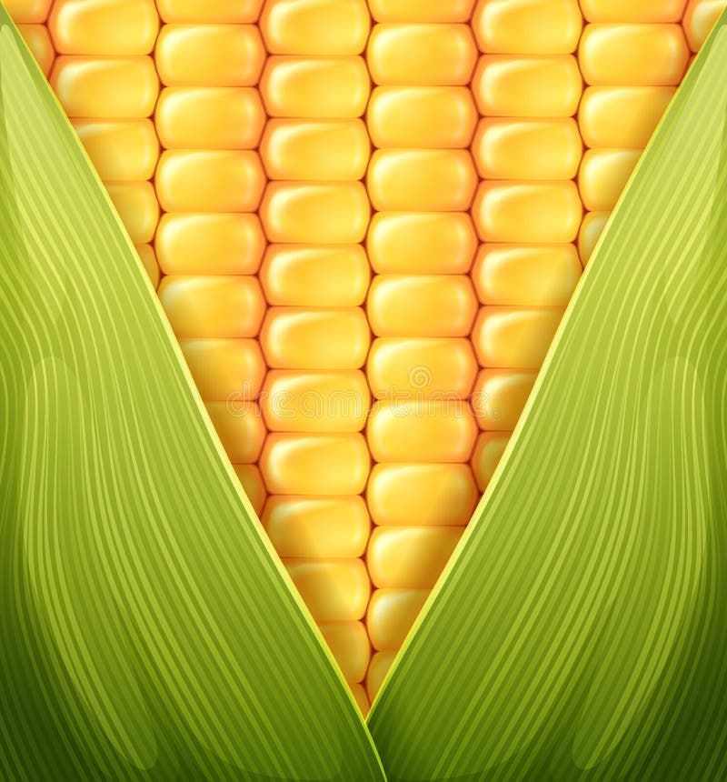 Corn texture stock vector. Illustration of pattern, sweet - 71268201