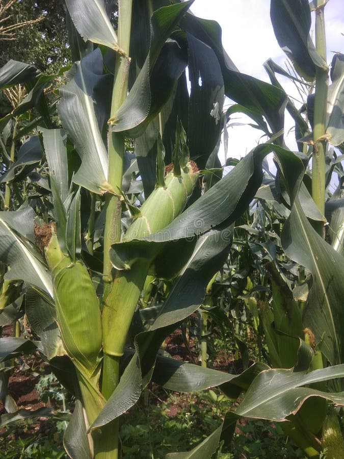 Sweet corn tree stock image. Image of vegetable, flower - 182971239