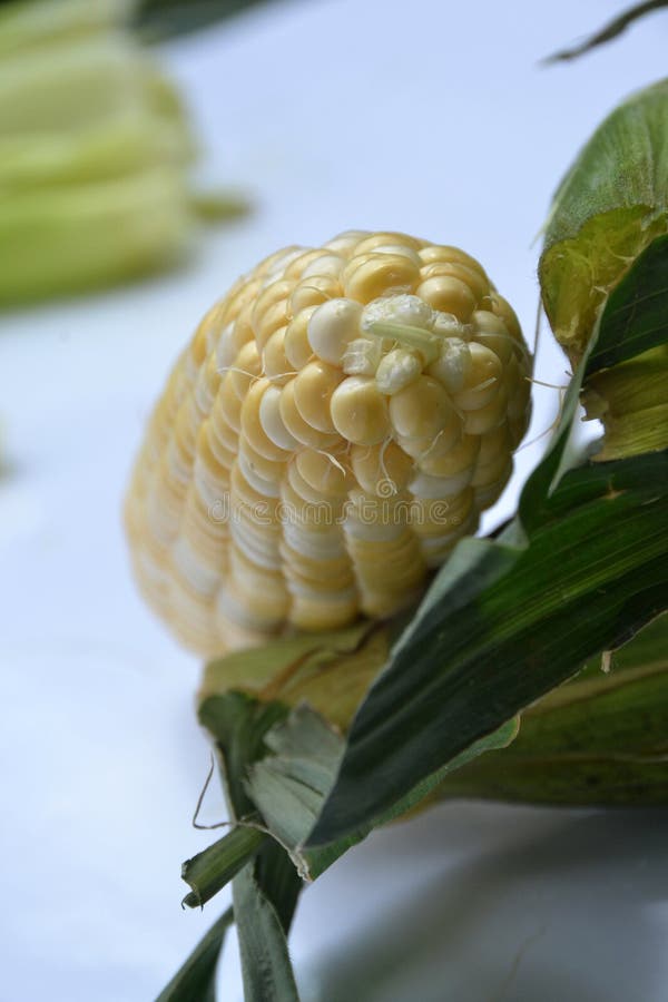 Sweet corn with two colors stock image. Image of stack - 330174581