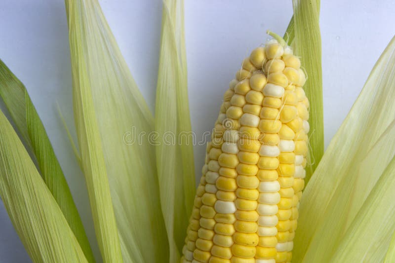 Sweet corn with two colors stock image. Image of group - 330174615
