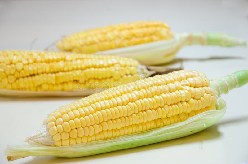 Sweet corn stock photo. Image of yellow, food, harvest - 52213062