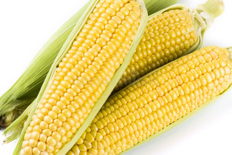 Sweet Corn on White Background Stock Image - Image of gold, background ...