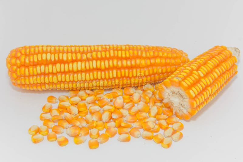 Sweet Corn on White Background Stock Image - Image of holiday, sweet ...