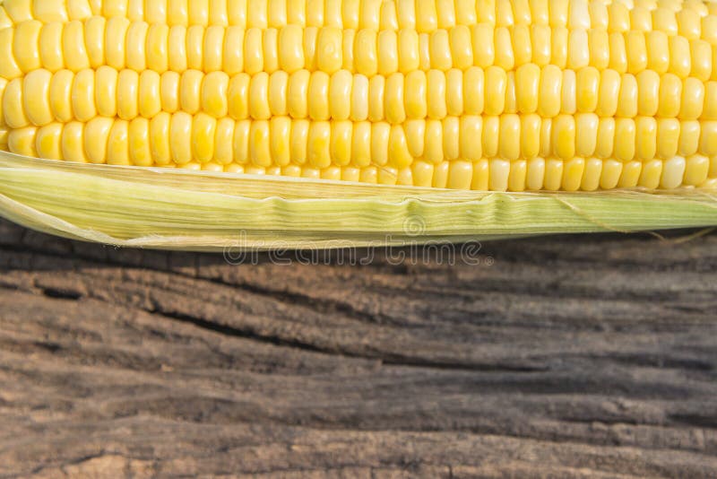 The sweet corn stock photo. Image of grain, leaf, healthy - 70217916