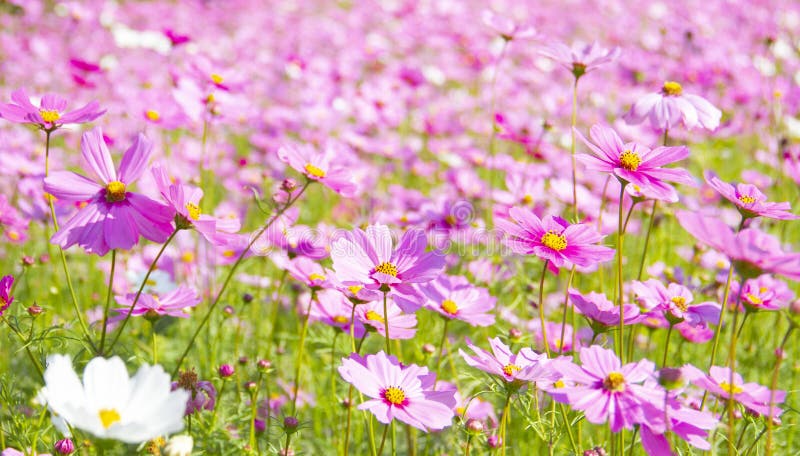 Pink cosmos flowers stock image. Image of morning, pink - 267387003