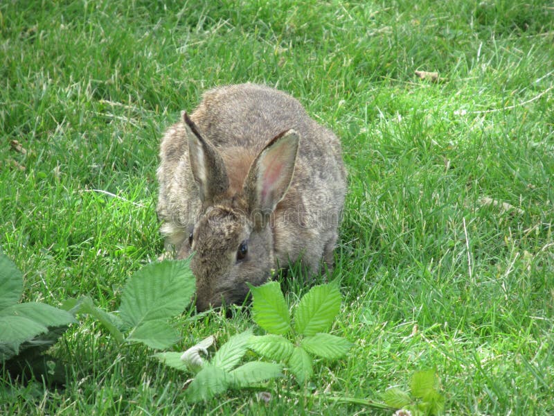 Sweet Cute Brown Bunny Rabbit on the Grass, Canada, Summer 2018 Stock ...