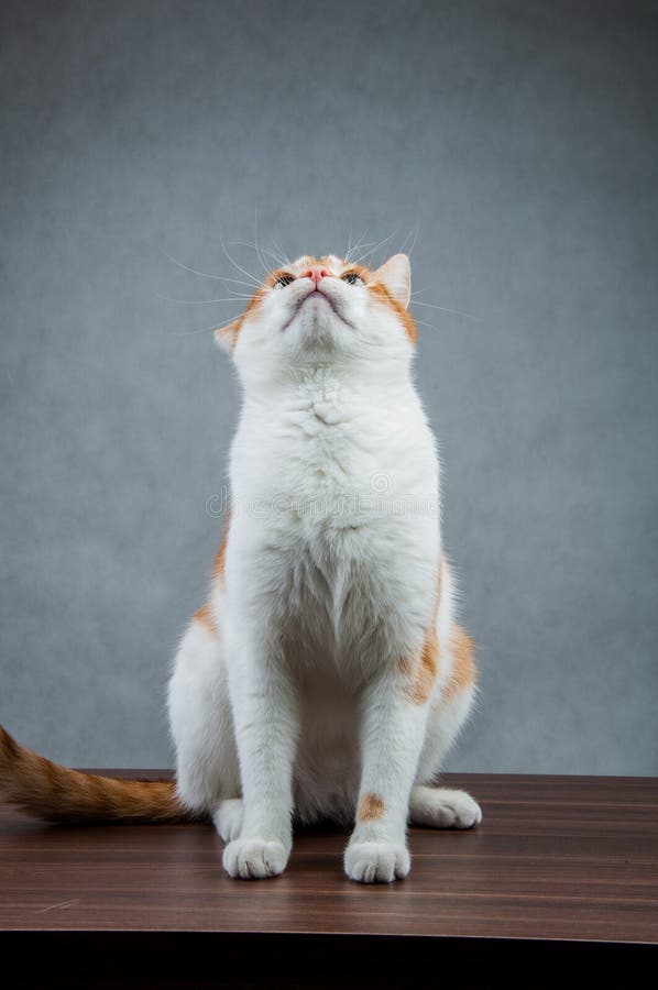 Sweet cute cat in home stock image. Image of beautiful - 37237193