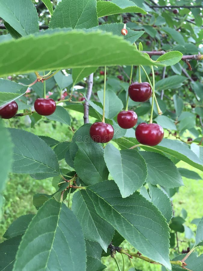 Sweet Dark Cherries stock image. Image of hanging, tree - 85861355