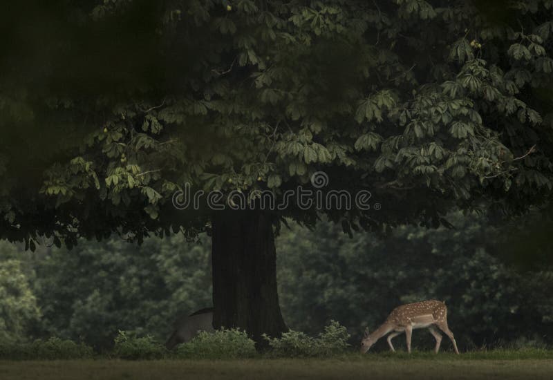 Deer under a tree stock photo. Image of sweet, ecosystem - 99353060