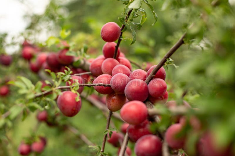Sweet and Delicious Red Plums Growing on the Tree Branches Stock Photo ...