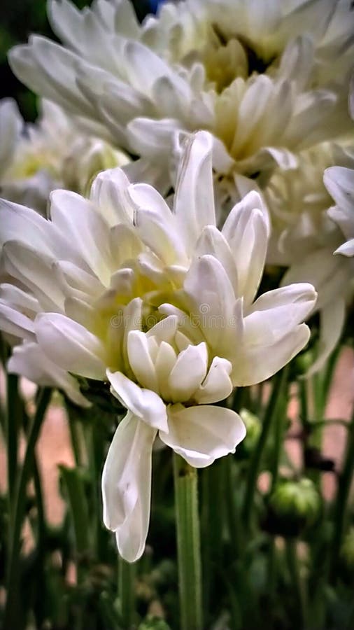 Sweet flower stock image. Image of citeureup, cileungsi - 205763707