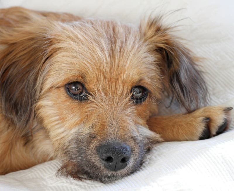 Sweet Dog stock image. Image of faithful, puppy, crossbreed - 22432109