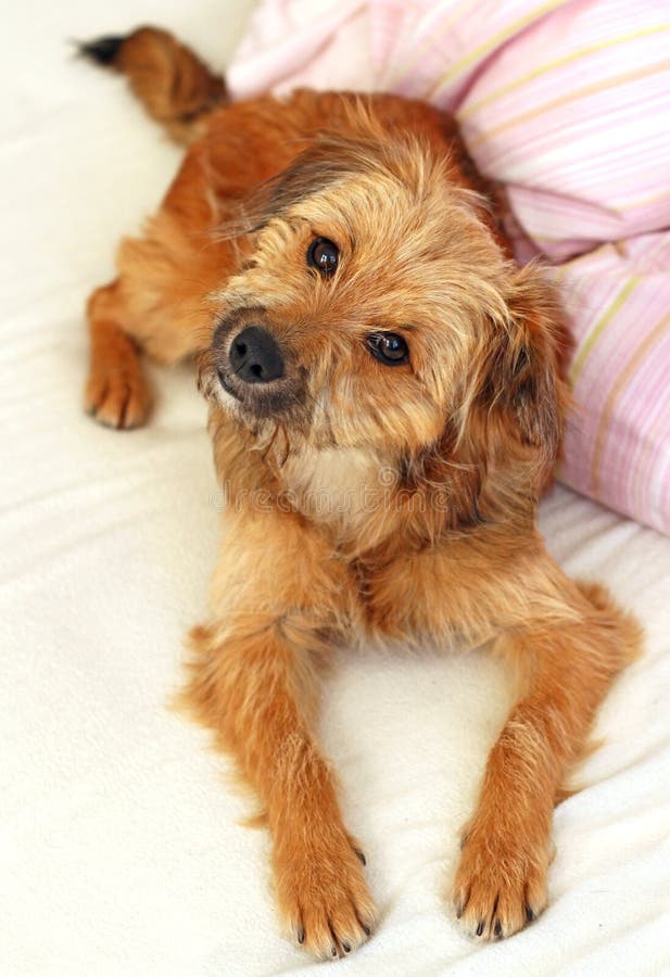 Sweet Dog stock photo. Image of animal, rescue, eyes - 23141486