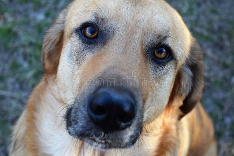 Sweet Dog Face stock photo. Image of face, portrait, nose - 94416972