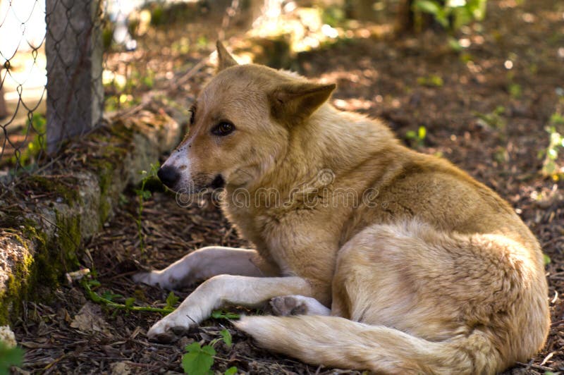 Sweet Dog Gaze at the Owner Stock Photo - Image of sweet, owner: 189908000