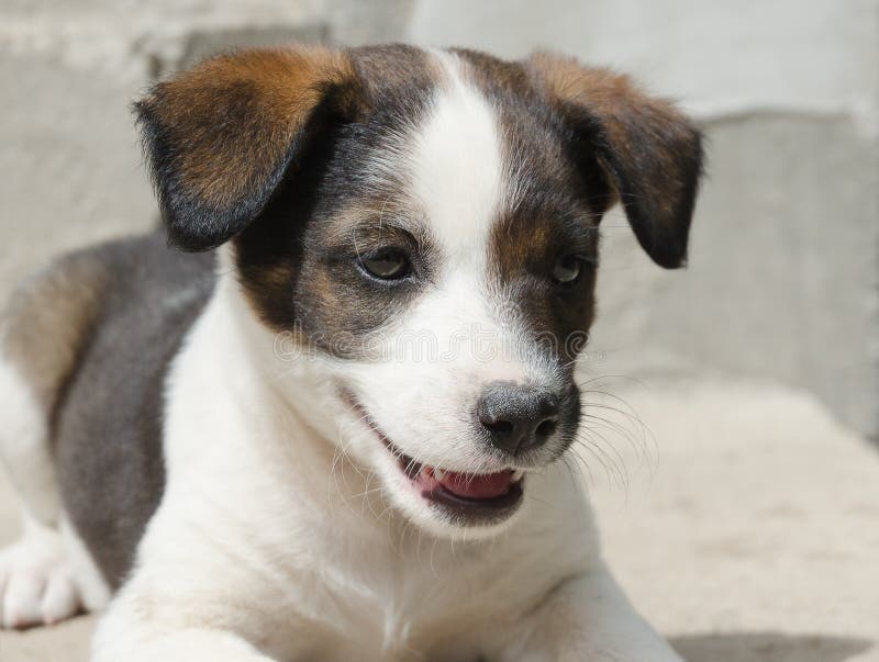 Sweet dog stock photo. Image of mixed, canine, animal - 55808720