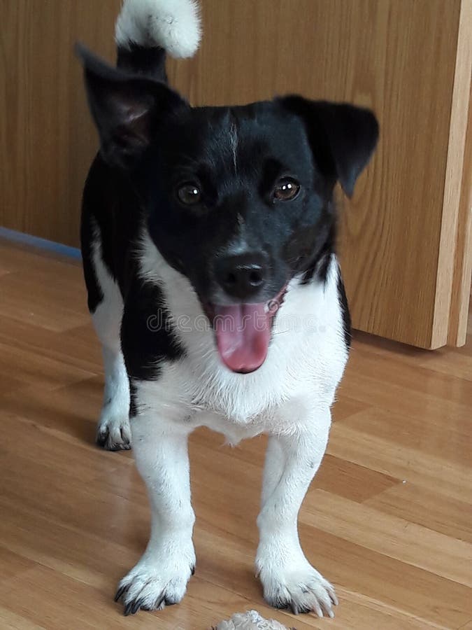 A Sweet Dog stock photo. Image of cute, cutex22, like - 103950820